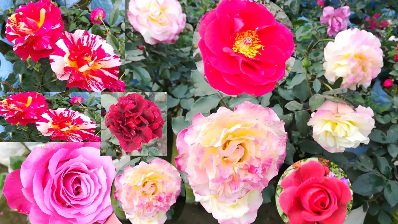 Rose Varieties With Names / Rose Varieties In India / Rose Types In ...
