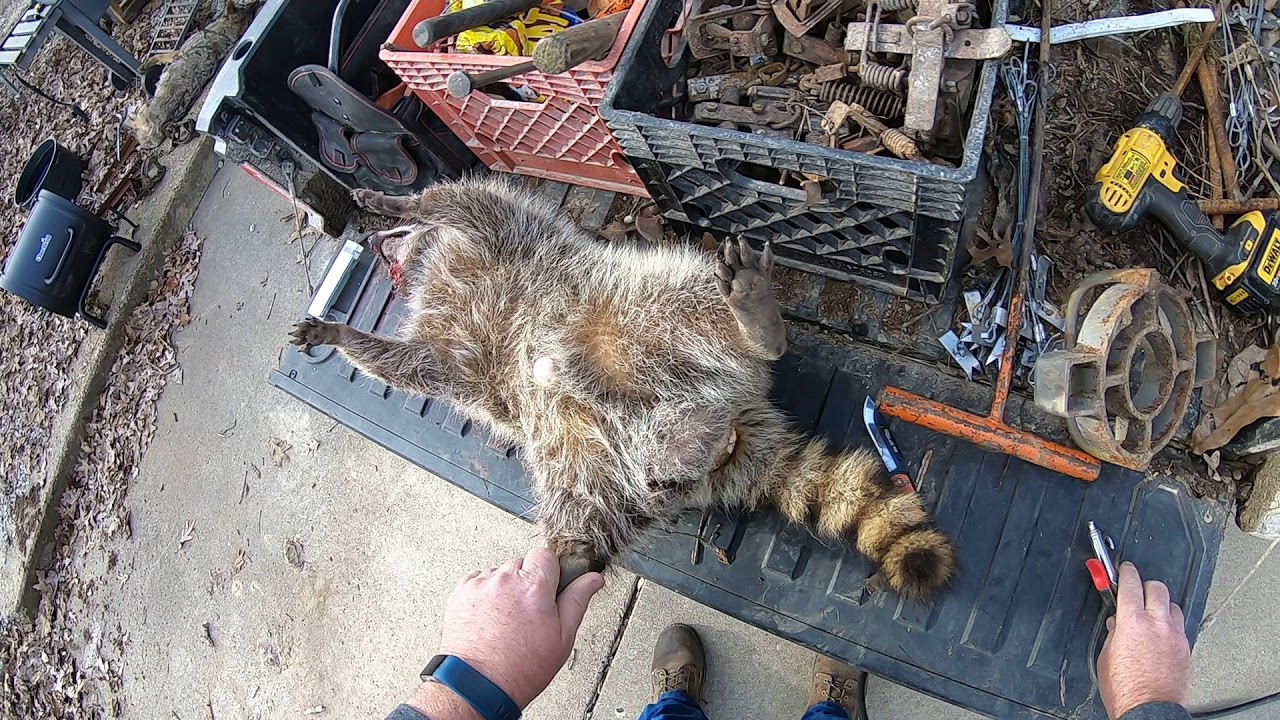 Air skinning a coon - YouTube