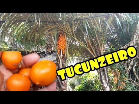 CONHEÇAM O TUCUNZEIRO, A PALMEIRA DO TUCUM #tucumã (Astrocaryum vulgare ...