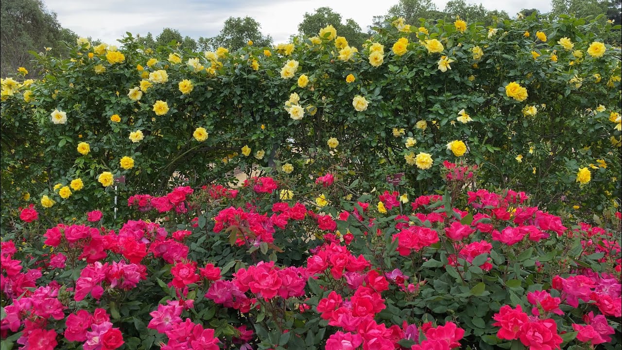 Spring Time and Rose Garden Must Watch, High Quality Video - YouTube
