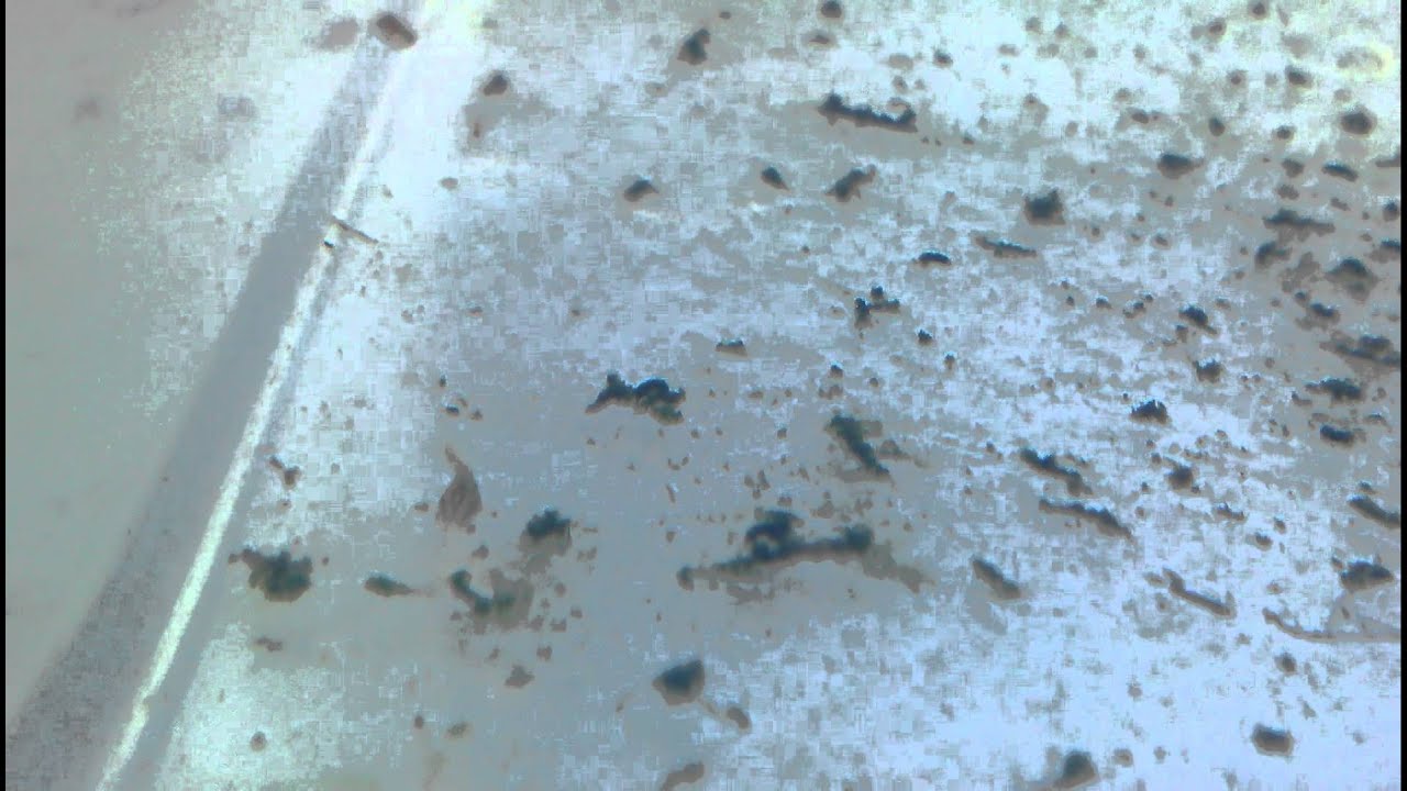 Otocinclus fry - YouTube