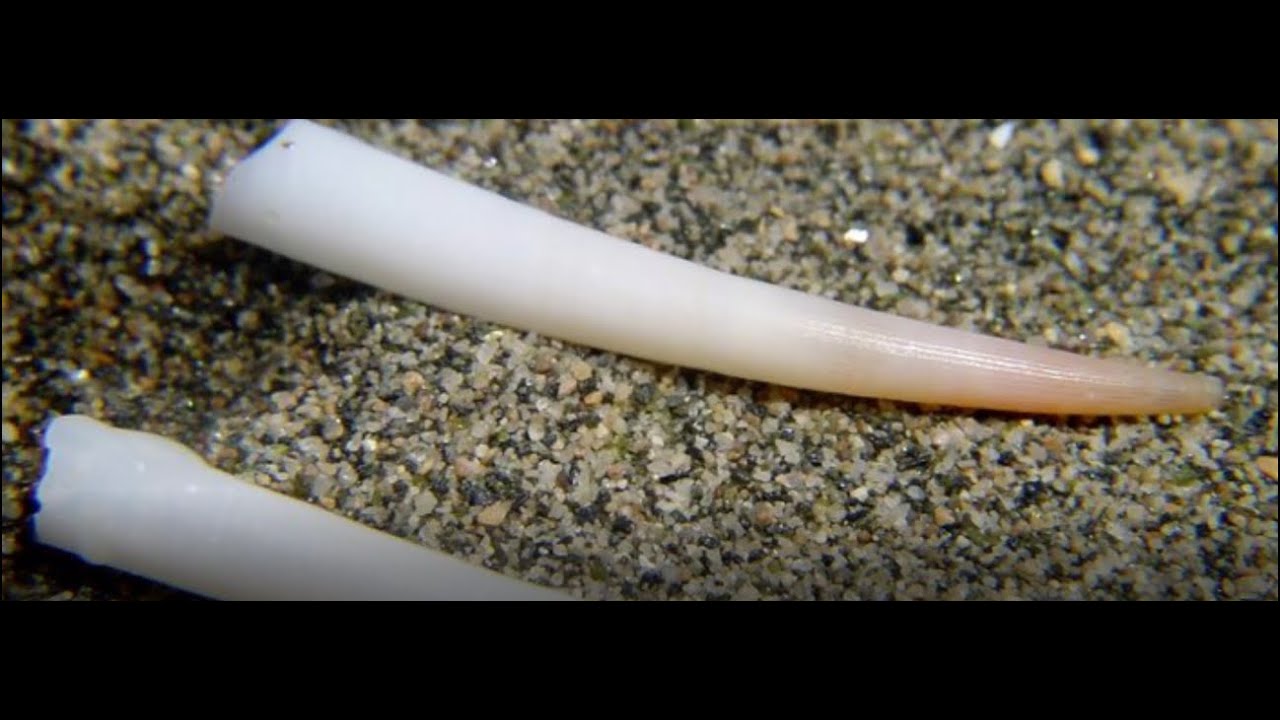 Siput Gading I Dentalium vurgare [PRAKTIKUM ZOOLOGI LAUT UNIVERSITAS ...