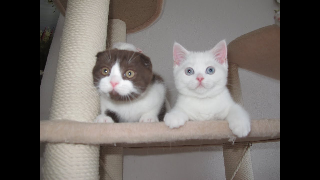 scottish fold & straight kittens - YouTube
