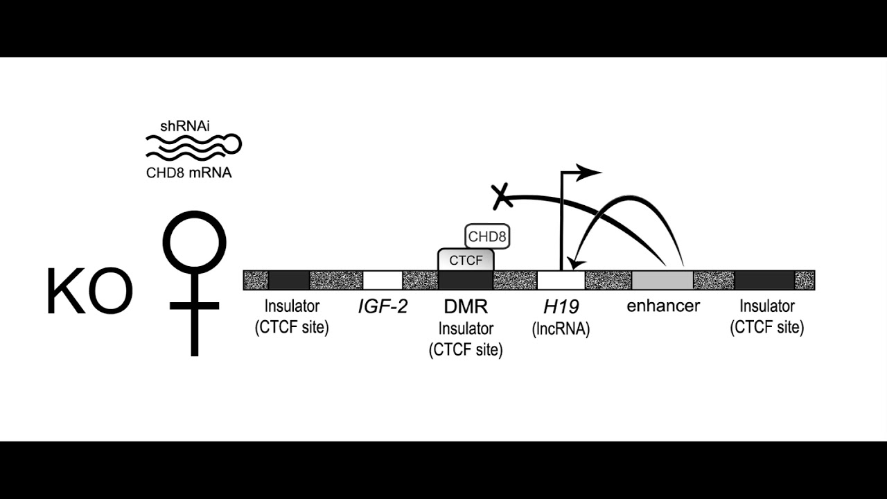 aberrant sex-determined imprinting outcome of IGF-2/DMR/H19 loci ...