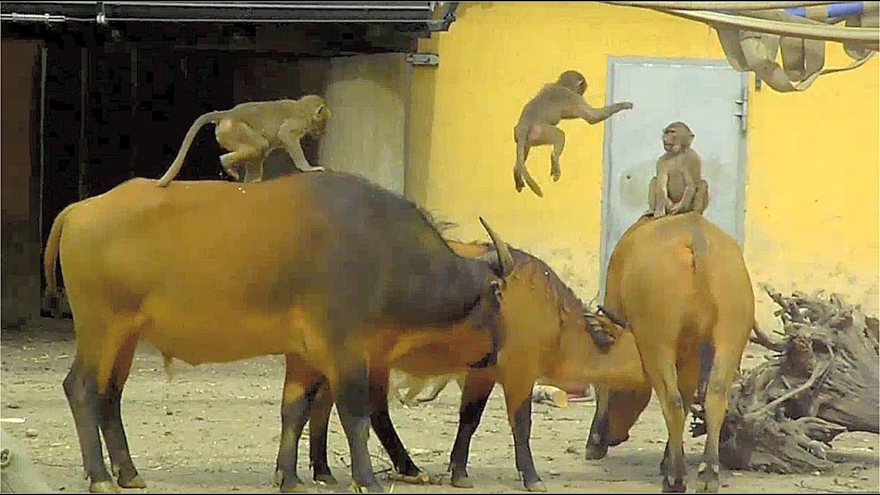 Paviane - Baboons - Augsburg Zoo - YouTube