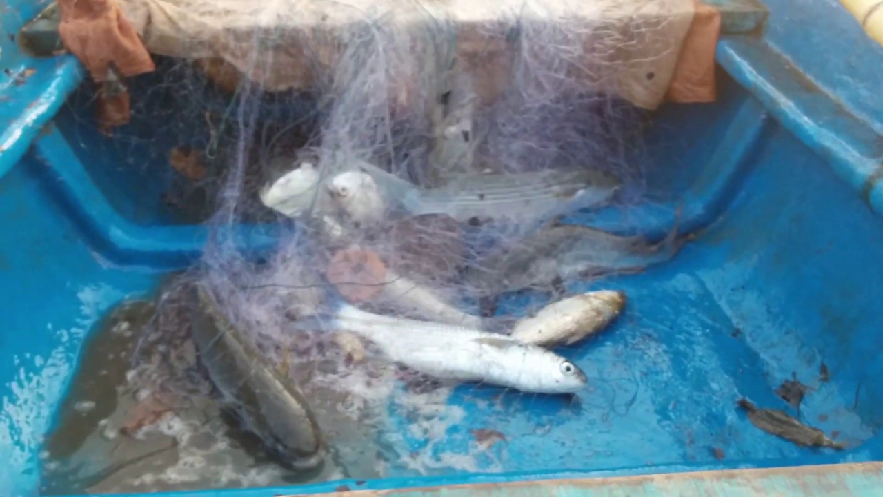 Fishing in Devgad Creek ( देवगड खाडीतली मासेमारी ) - YouTube