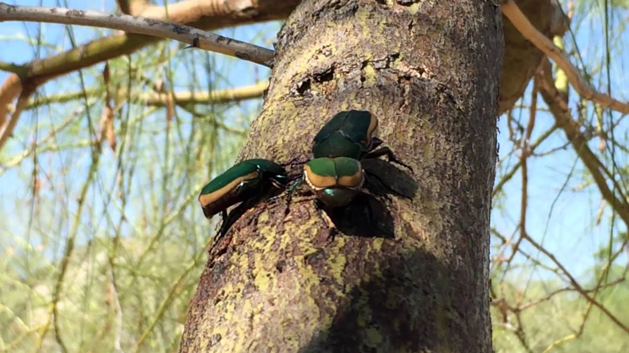 Beautiful irridescent green beetles fighting over some sweet sap on a ...