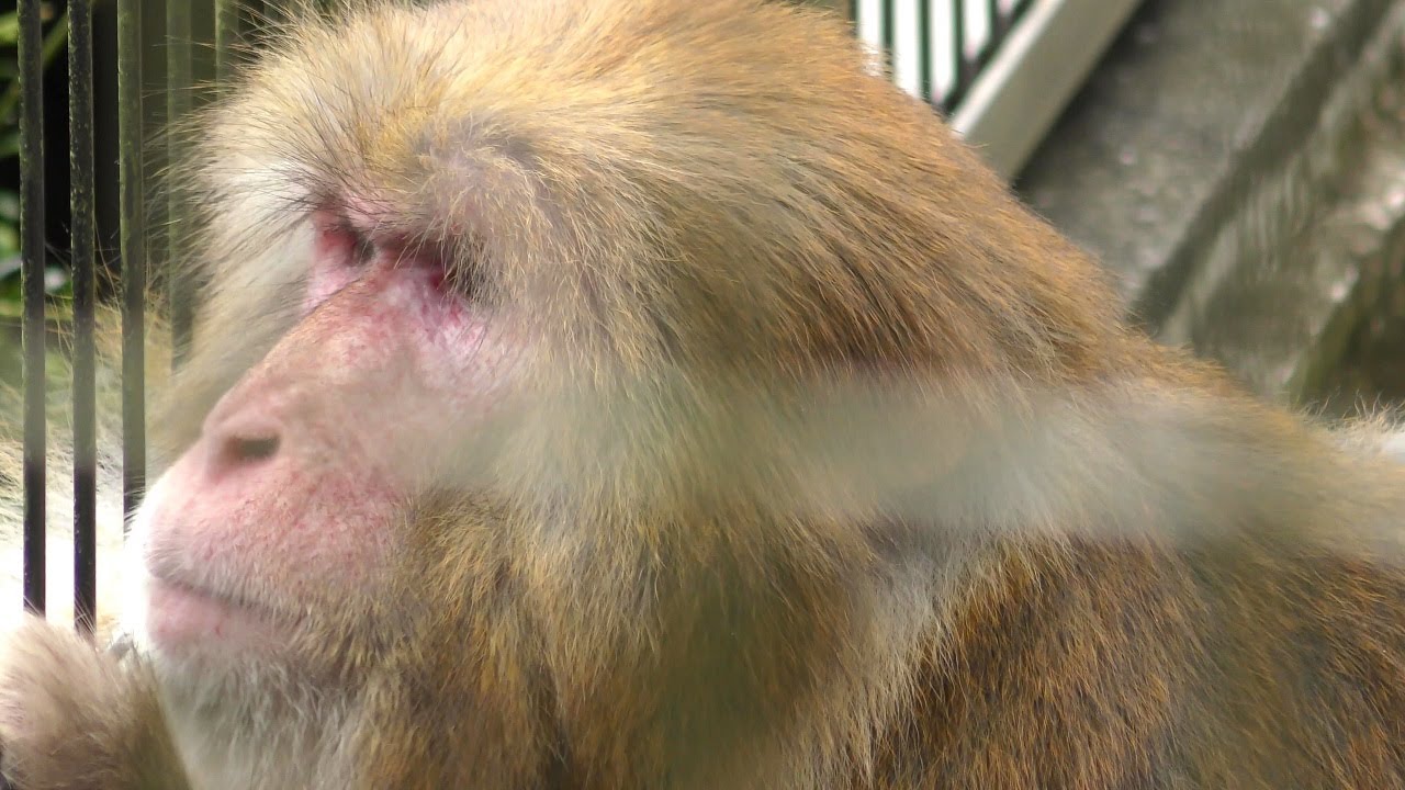 アカゲザル,広島市安佐動物公園,Rhesus Monkey,Asa Zoo,Hiroshima,Japan - YouTube