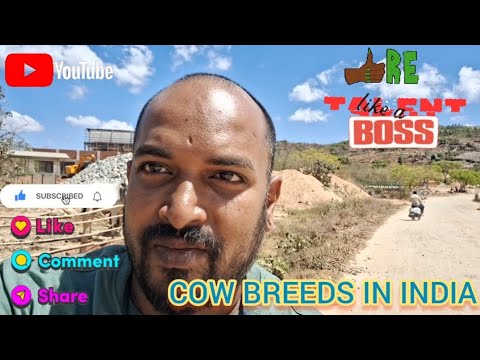 Real Talent Boss | Cow breeds in Indian explained in short - YouTube