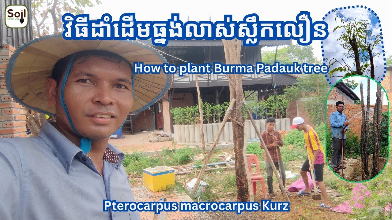 វិធីដាំដើមធ្នង់អោយលាស់ស្លឹកលឿន How to plant Burma Padauk tree ...