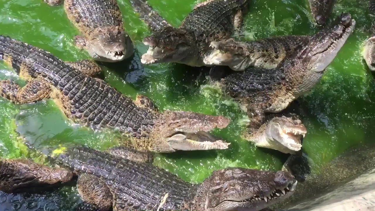 Zoobic Safari Subic Zambales - YouTube