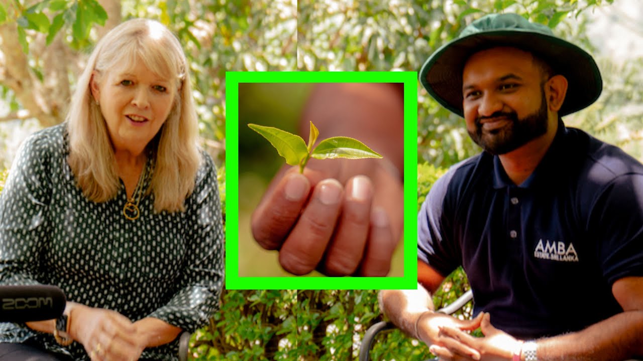 AMBA Estate's Revolutionary Approach to Tea Production! - Sri Lanka ...