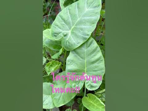 ต้นทูน พืชใบสวย#ไม้ประดับ #ผักสวนครัว #ผักไทย - YouTube