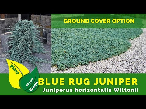 How Do I Keep Blue Juniper Slim