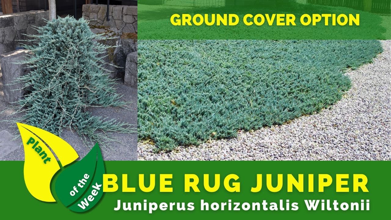 Blue Rug Juniper | Juniperus horizontalis Wiltonii | Lawn Alternative ...