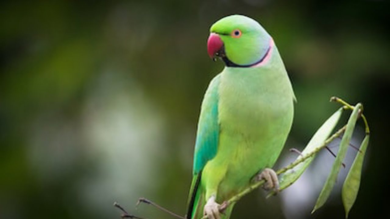 #miku_piku #parrots_masti "miku piku ki masti " सभी बच्चों के लिऐ कुछ ...