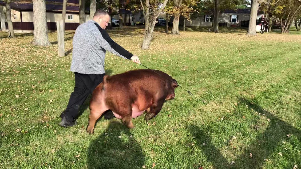 8-8 Duroc Gilt - YouTube