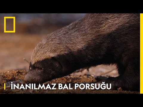 Afrika’nın Vahşi Doğasının Kalbinde Korkusuz Bir Canlı Hüküm Sürüyor | İnanılmaz Bal Porsuğu | WILD