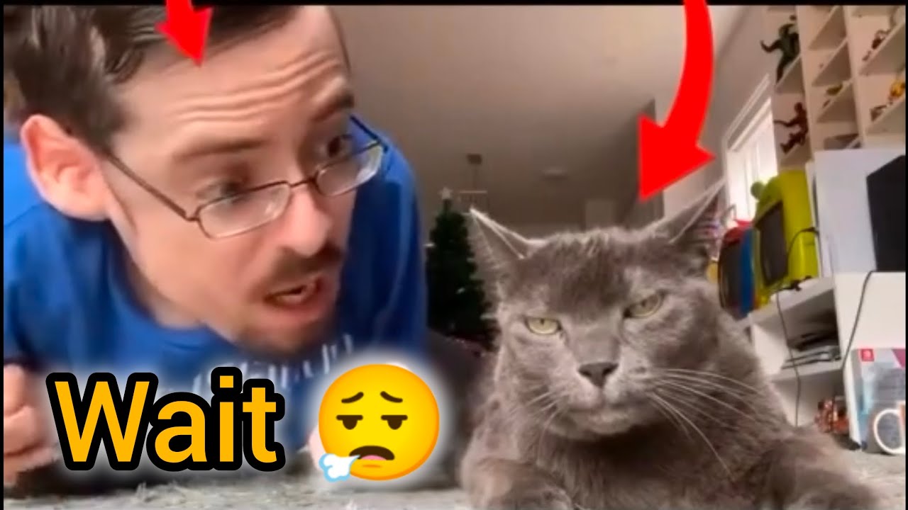 Scolding Fails: Cat's Epic Ignore 😎😂 - YouTube