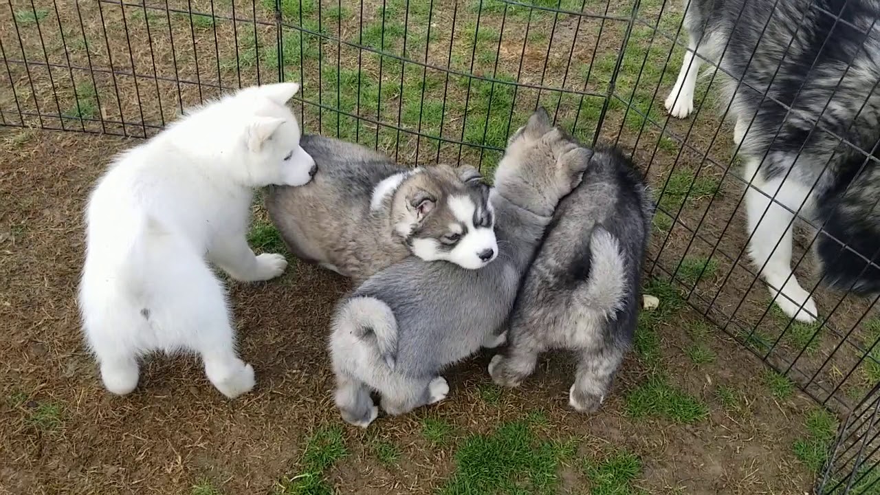 Husky pups playing 2 2 20 - YouTube