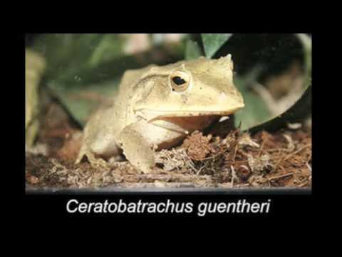 Eyelash Frog Calling - YouTube