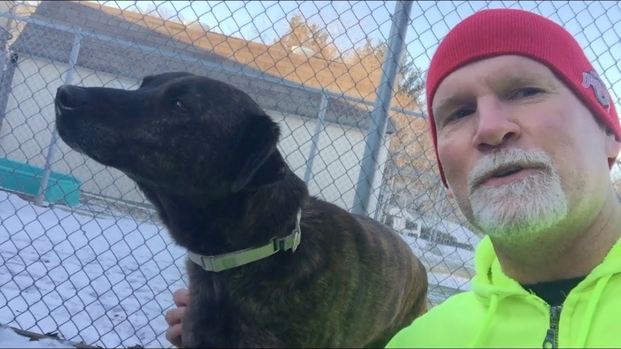 Berea Animal Rescue "Dog of the Week" — Scout - YouTube