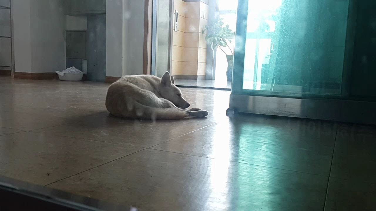 월요일 출근 생각에 우울하고 잠 못 드는 직장인들을 위한 진돗개와 같이 자는 영상 L 공장개가 주말 사무실 들어와서 편안하게 잠이 드는 걸 보면 절로 같이 잠이 온다