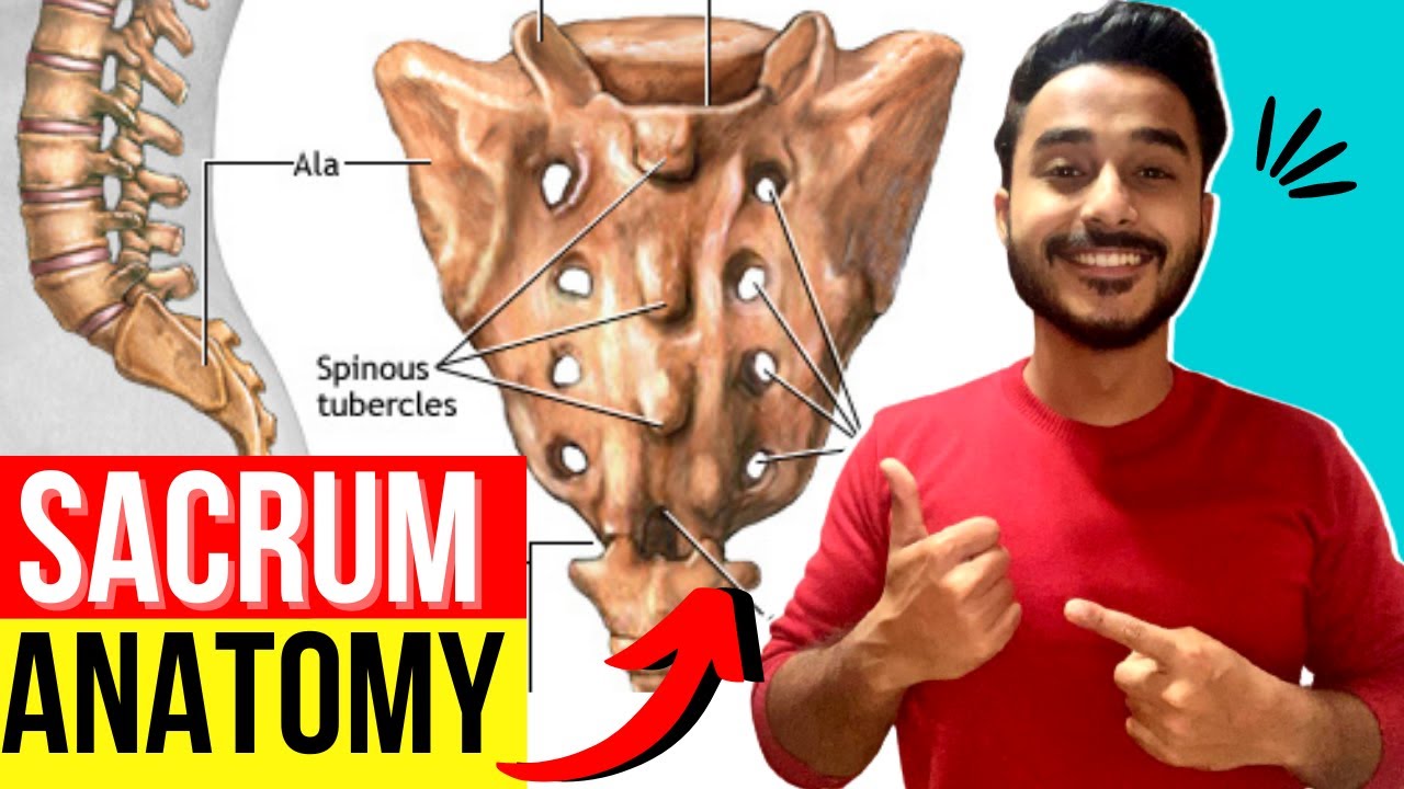 Sacrum Anatomy Anatomy Of Sacrum Bone sacrum Features And sacrum-anatomy-anatomy-of-sacrum-bone-sacrum-features-and