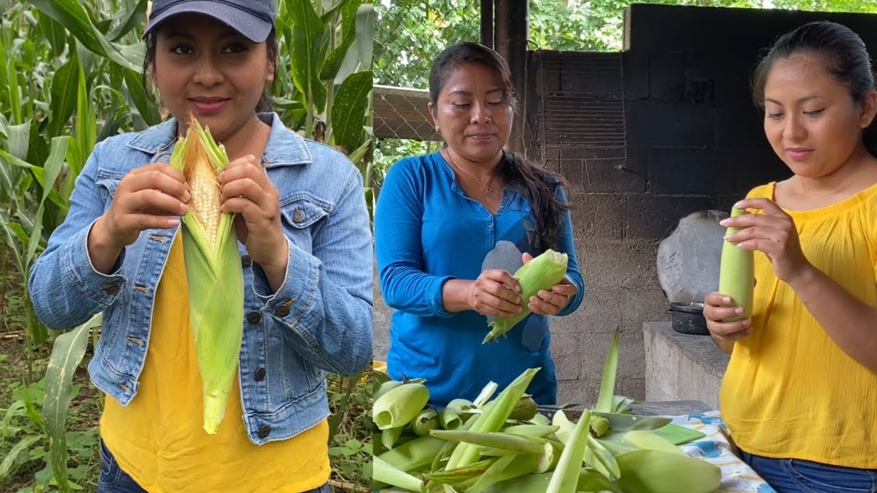 Cortando elotes de la segunda cosecha. - YouTube