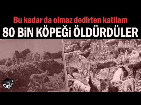 Bu Kadar da Olmaz Dedirten Katliam | 80 BİN KÖPEĞİ ÖLDÜRDÜLER