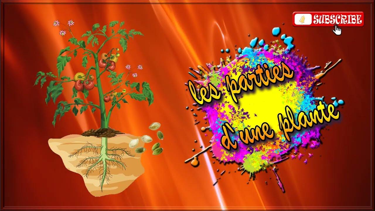 Learn parts of a plant in French - 0002A - Les parties d'une plante ...