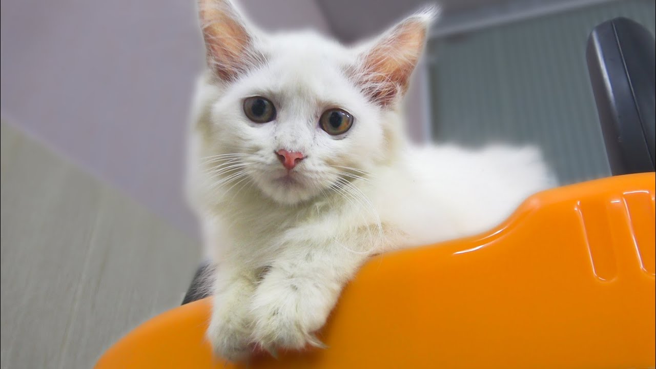 Cat vs Car Toys by FunCat - Meow Meow - YouTube