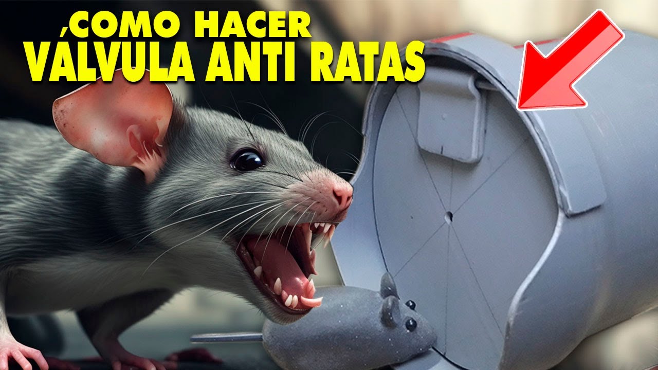COMO HACER UNA VÁLVULA ANTI ROEDORES para desague | Trampa para ratones ...