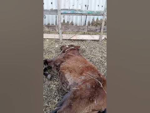 Препарат Ивермек, результат действия на лошадях. - YouTube