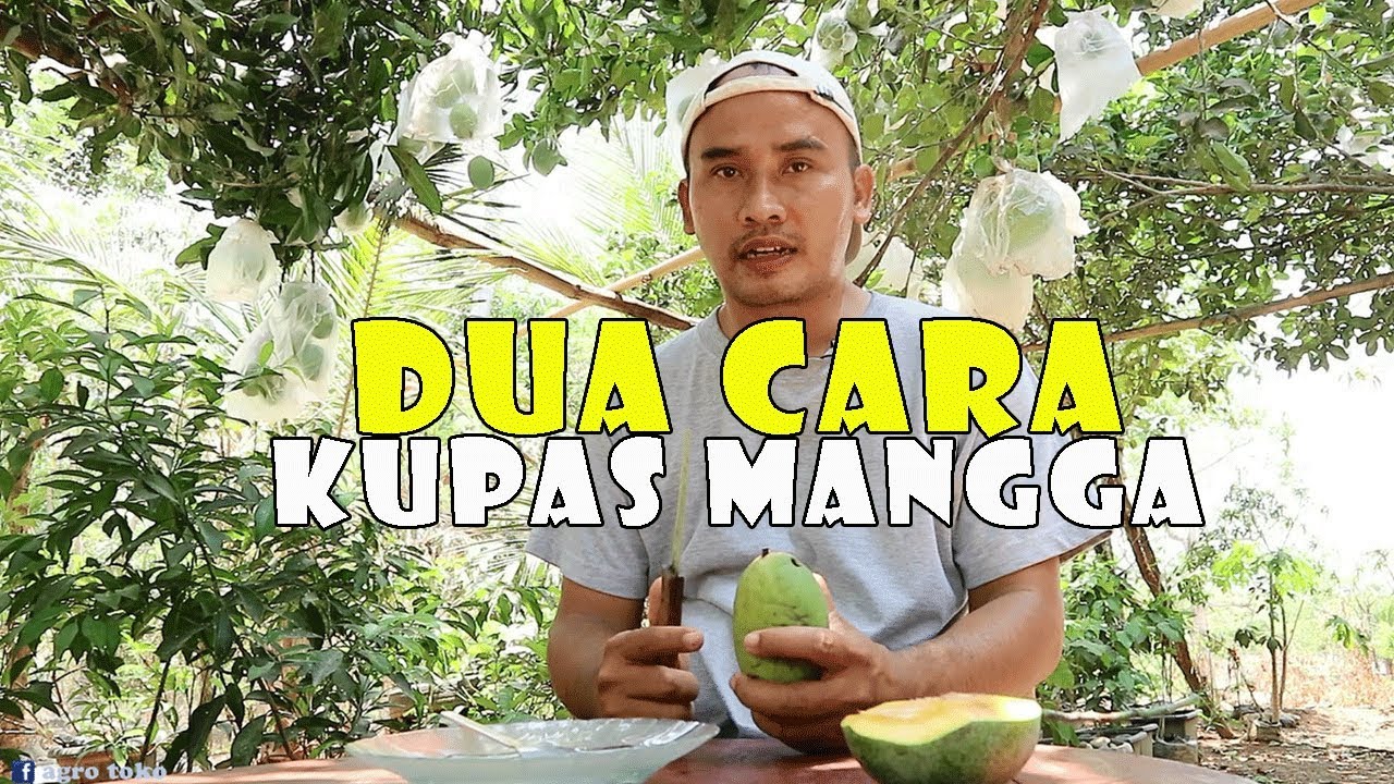 cara mudah mengupas mangga kweni dan mangga madu - YouTube