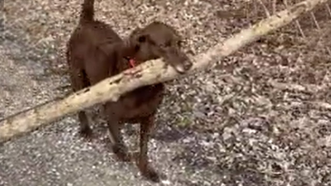 Pup shows off strength by carrying massive tree branch - YouTube