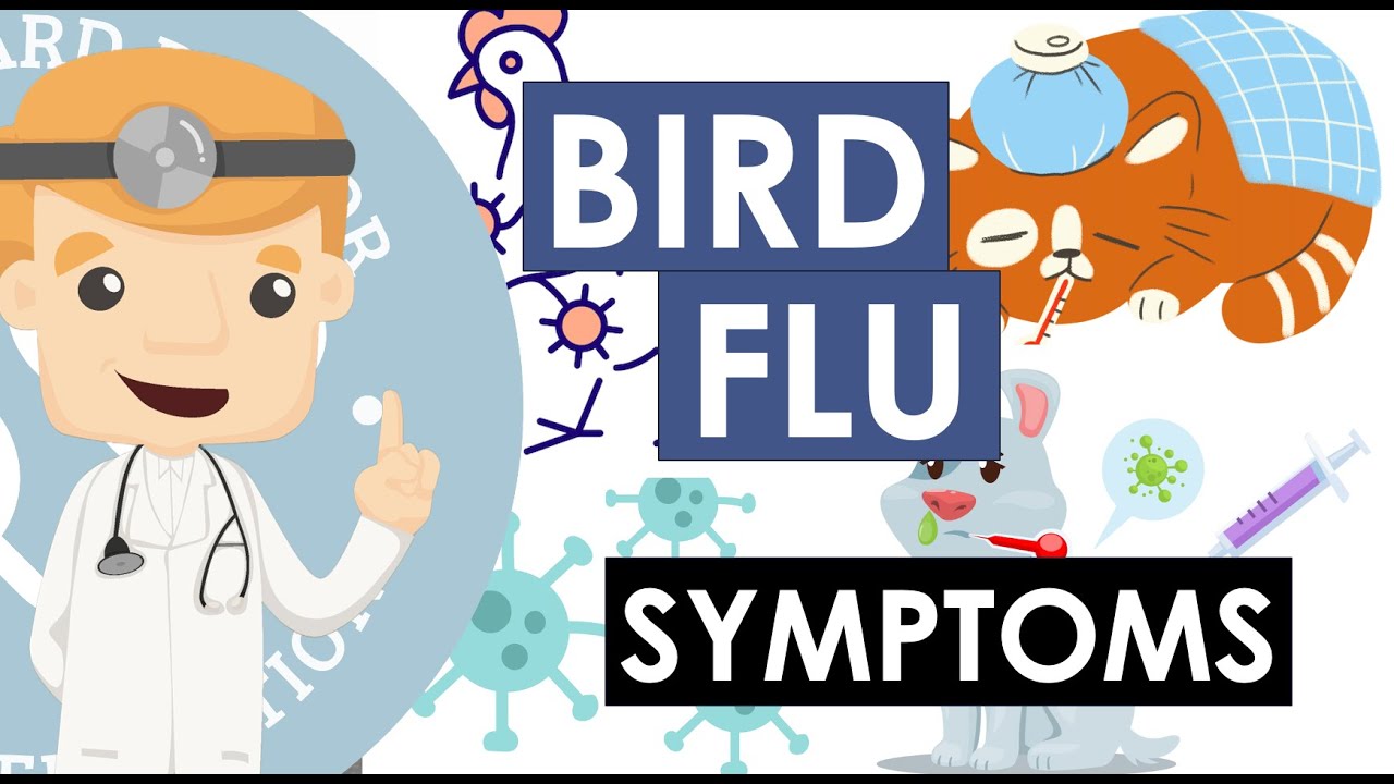 Bird Flu in Pets: Recognizing Symptoms in Birds, Dogs, & Cats | Public ...