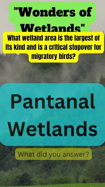 💧 Wonders of Wetlands: Explore the Beauty of Marshes and Swamps! 🌾 ...