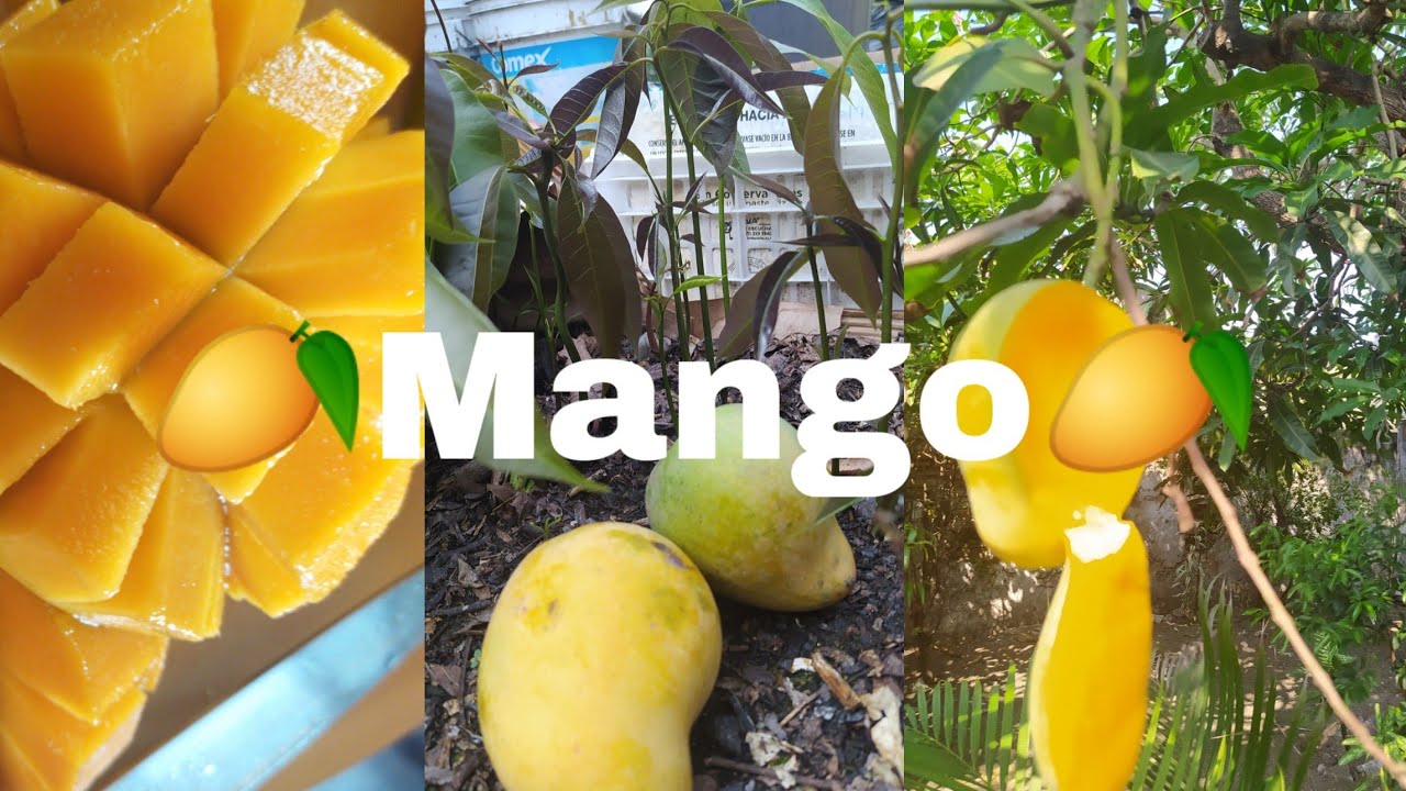 Como germinar una semilla de mango por el metodo de la servilleta y el ...