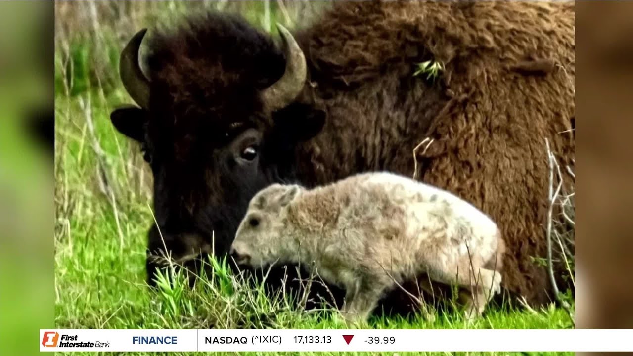 Rare white bison calf born in Yellowstone National Park - YouTube
