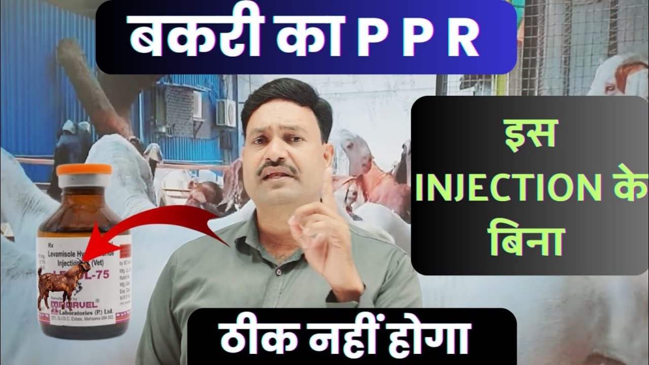 एक INJECTION से PPR का पुख्ता इलाज 👍🏻 PPR in goats treatment - YouTube