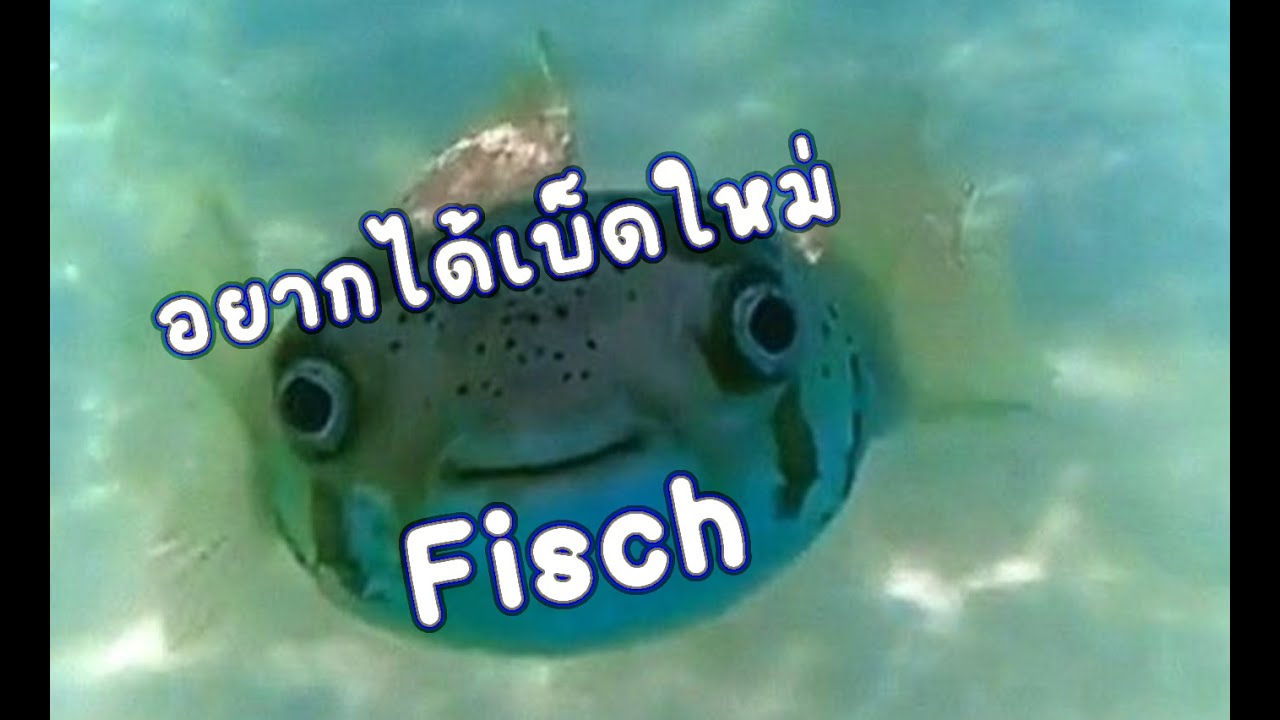 🔴[ LIVE ] Fisch อยากไดด้เบ็ดใหม่ #fische - YouTube
