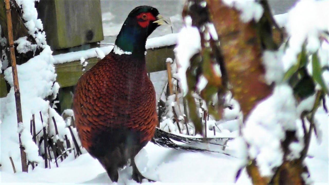 Wild Pheasants landing in Snow Storm in my Garden - YouTube
