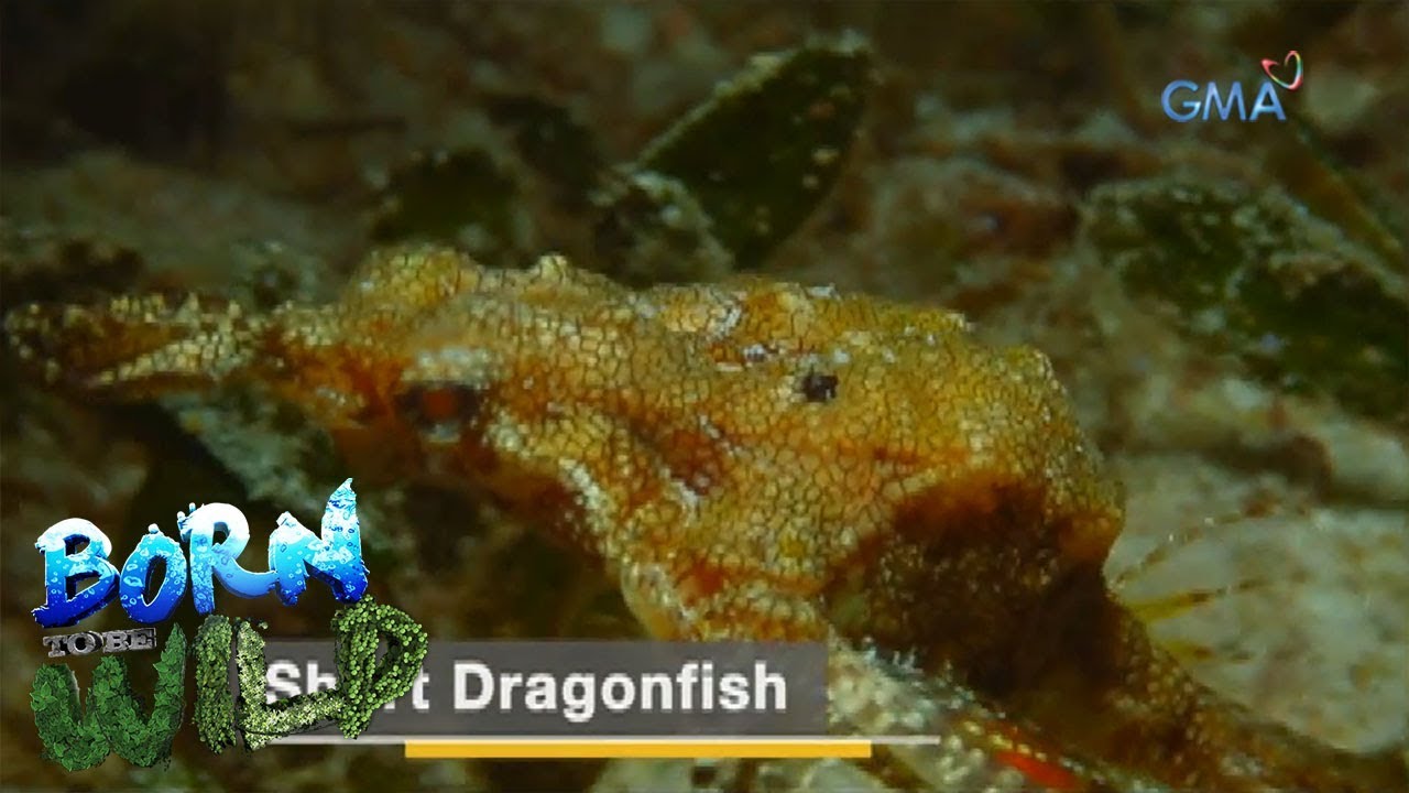 Born to be Wild: Ferocious animals under the sea - YouTube