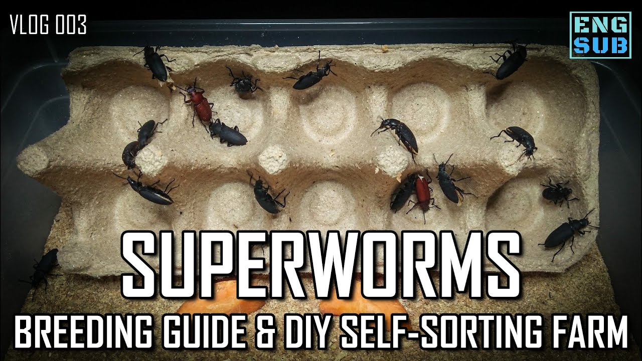 Superworms - Breeding Guide & DIY Self-sorting Farm - YouTube