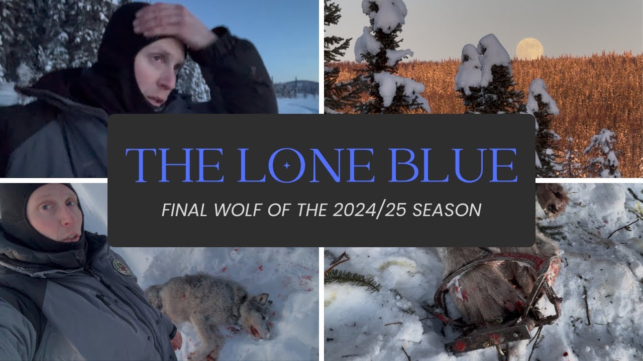 Blue Wolf / Alaska Wolf Trapping - YouTube