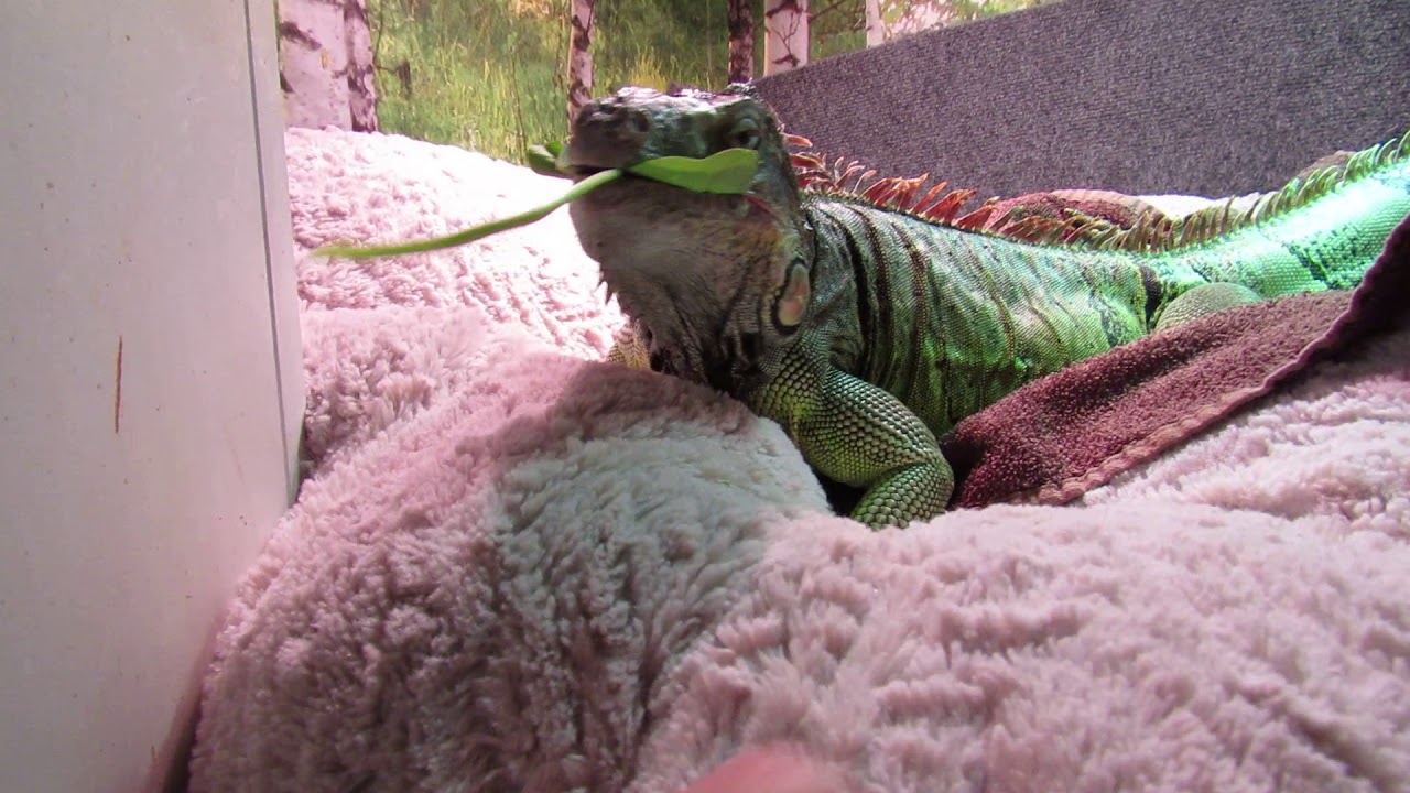 Boo - green iguana - YouTube