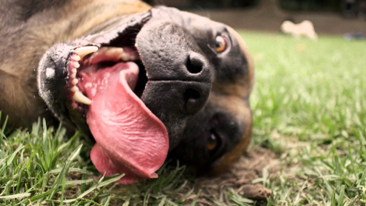 TV Commercial - 2014 Sydney Dog Lovers Show (1 min 41 second version ...