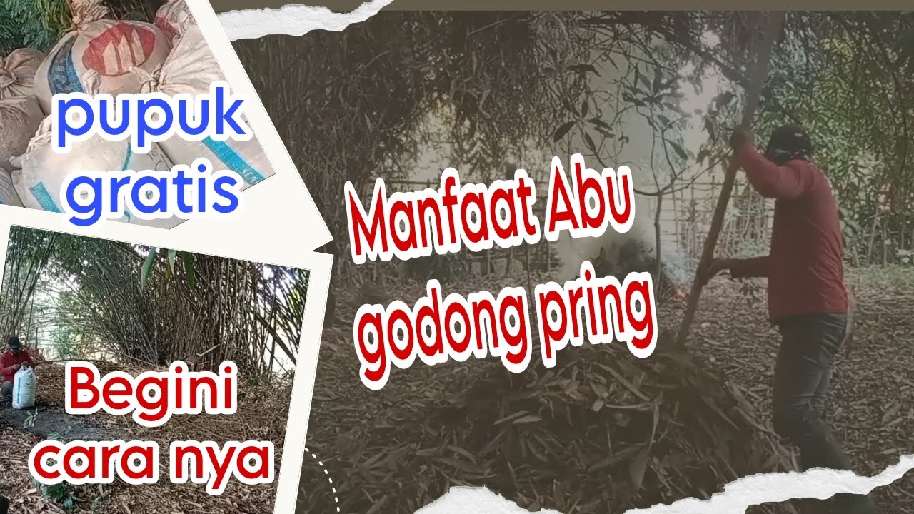 Pupuk gratis || begini caranya dan manfaat abu godong pring untuk ...
