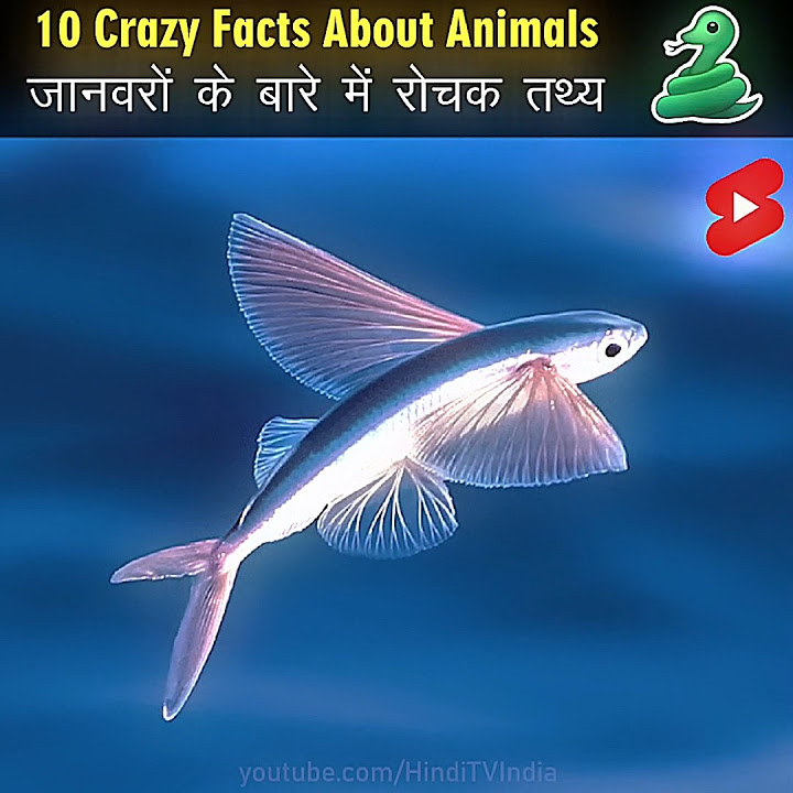 Crazy Facts About Animals 🐸🦘 | Amazing Facts | Random Facts | Mind ...